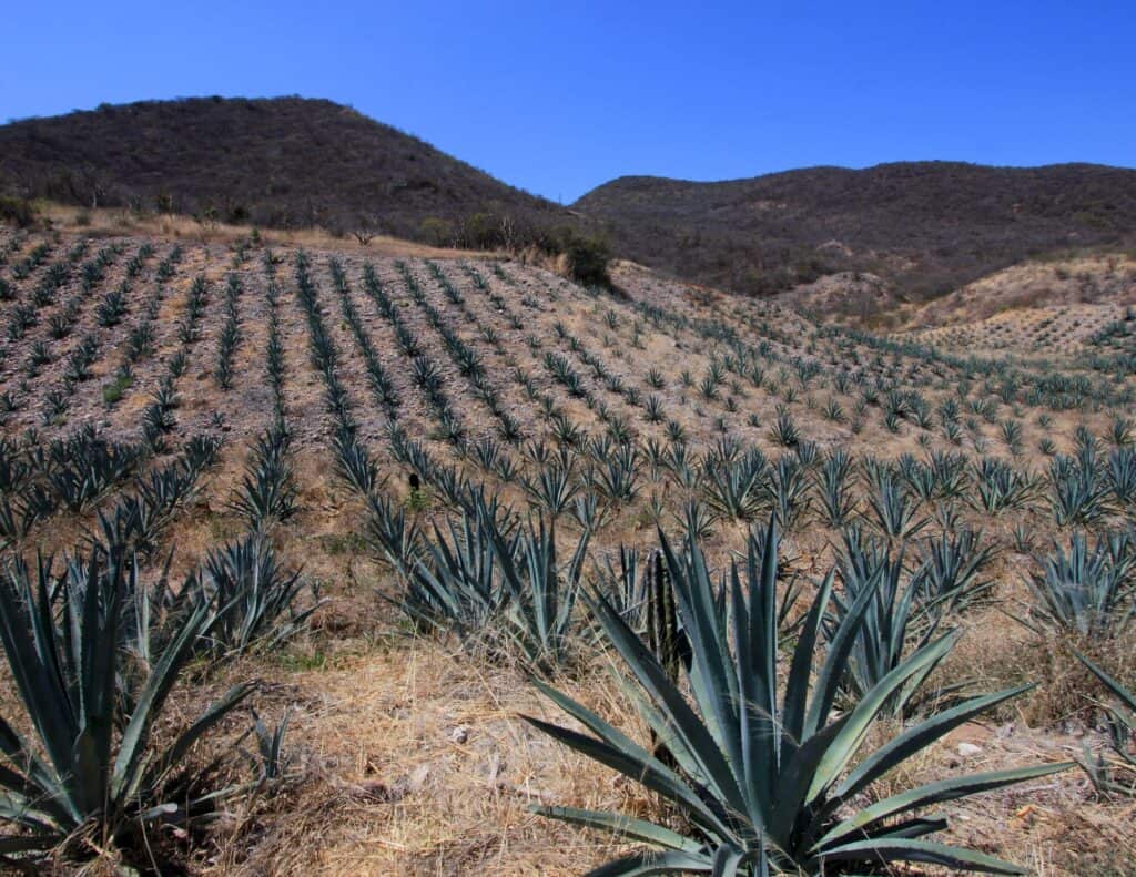 The 19 Best Tours in Oaxaca City For Every Interest